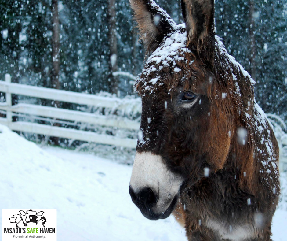 The Puny Picture Show at Wallflower Custom Framing – West Seattle Art Walk